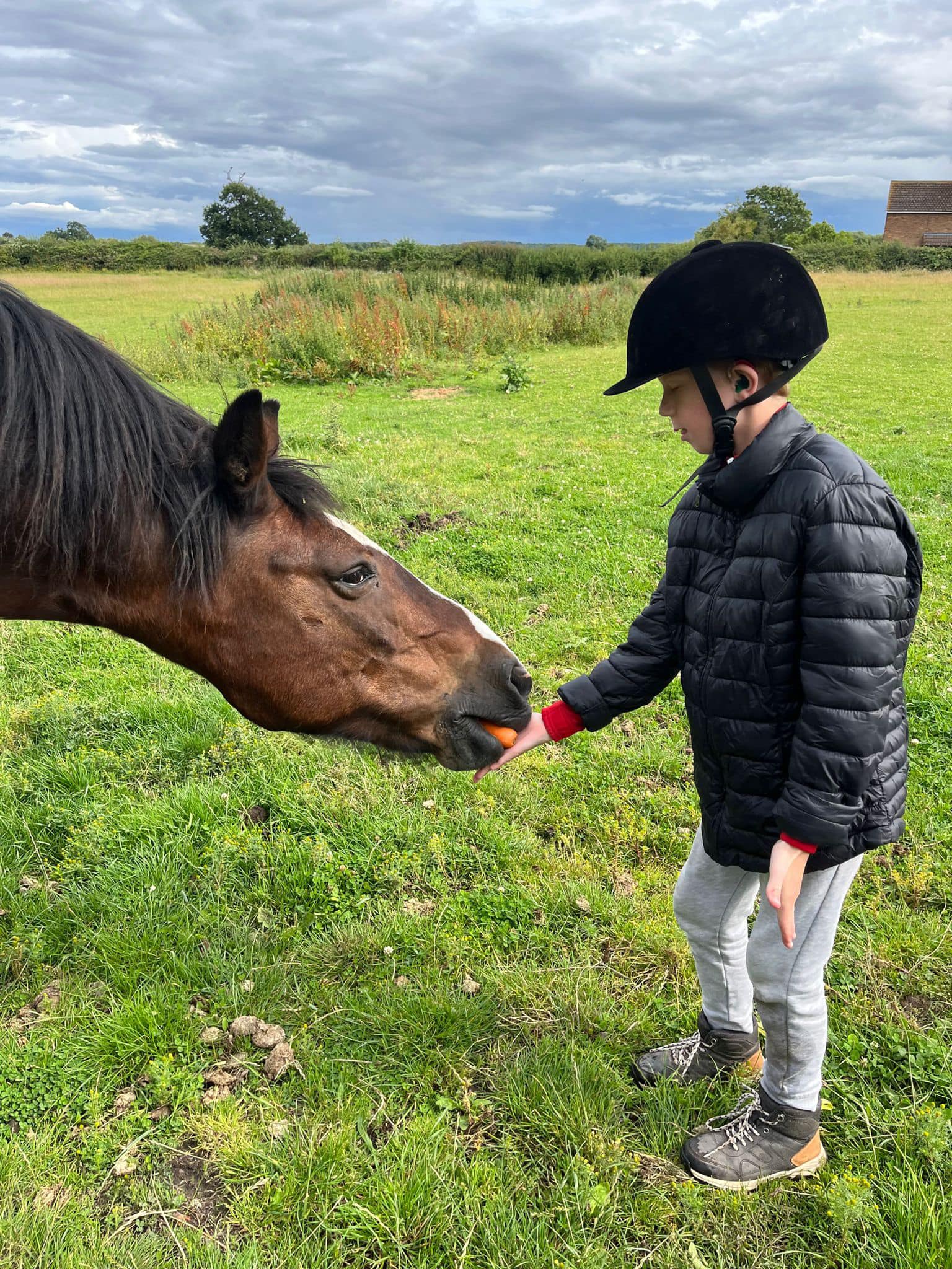Equine Therapy | Pet a Pony